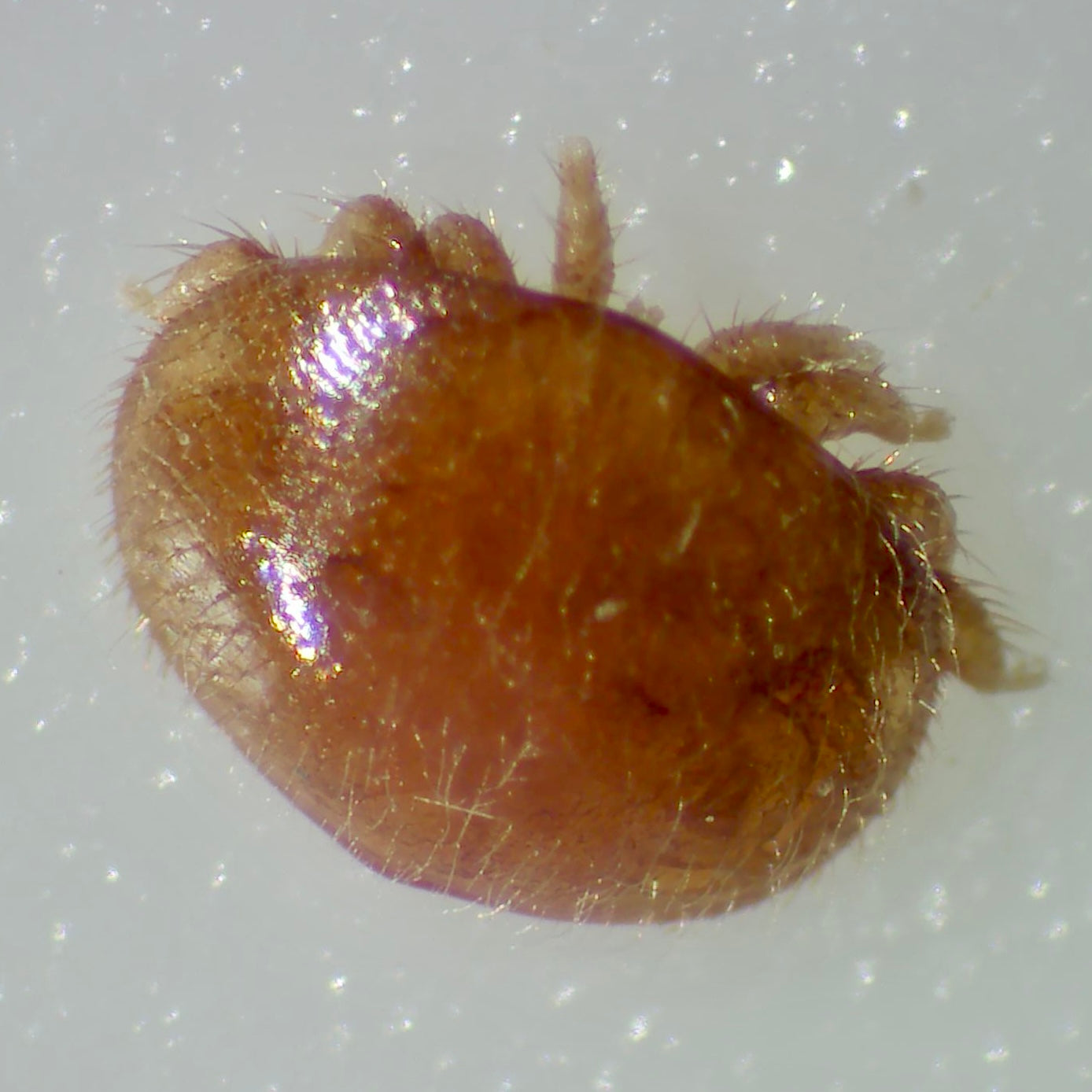 Protect Your Hives This Winter with Oxalic Acid Vapor Treatments ...