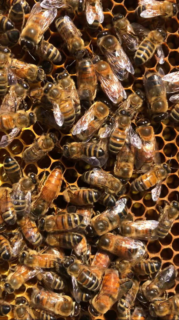Spotting the Queen: How to Tell if They're Ready to Head a Colony ...