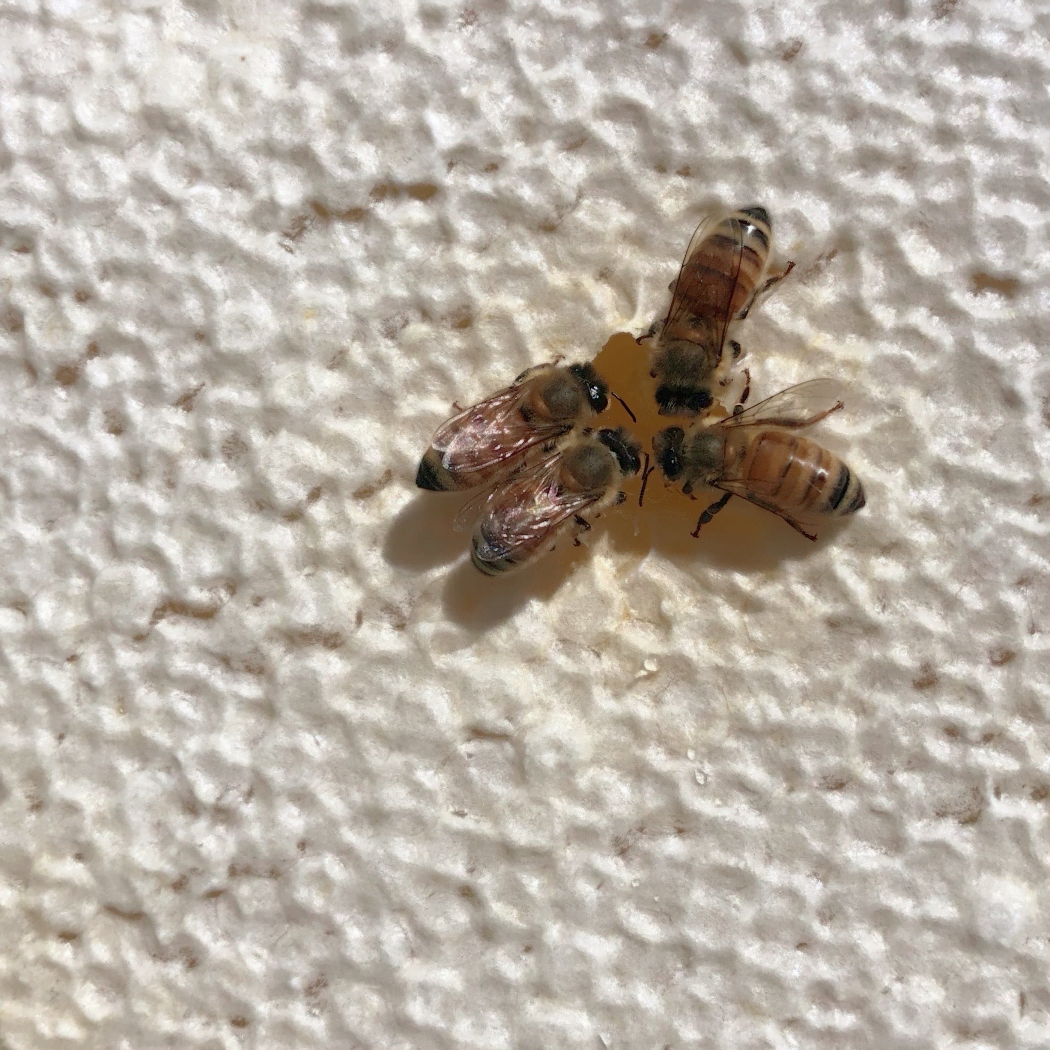 Our Bees and their Dry Cappings: A Sweet Mystery – ThatLocalHoney